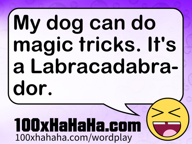 Funny pun: It's a Labracadabrador
